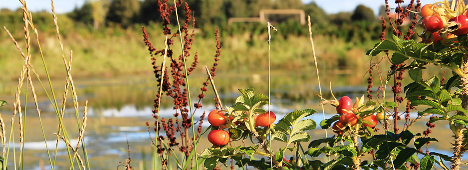 hyben – Gurrehavegård